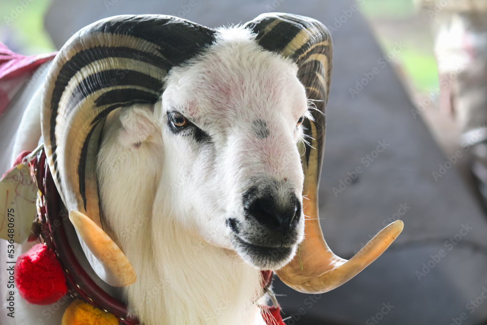 Foto de The Beautiful Goat for animal contests, a traditional art ...