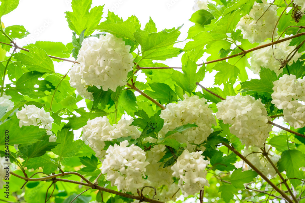 Blooming spring flowers. Large beautiful white balls of blooming ...