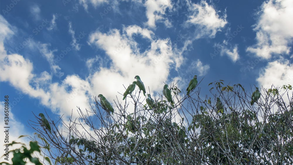 rare species of parrot (Amazona kawalli) Colombian rainforest Stock ...