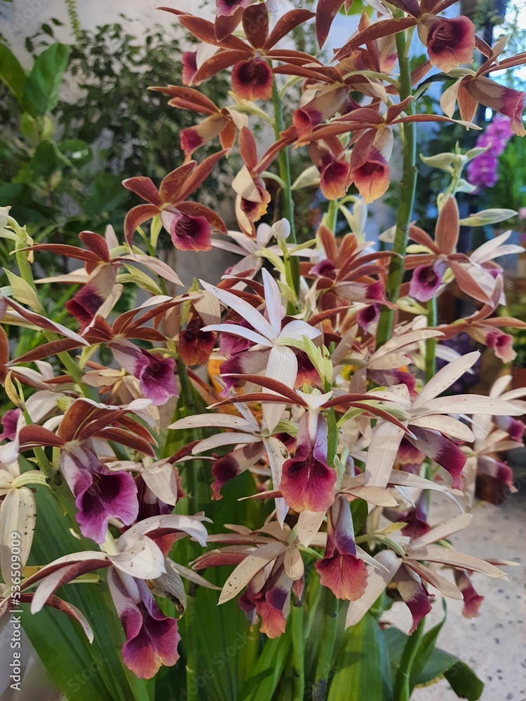 Flower of Phaius tankervilleae, commonly known as the greater swamp ...