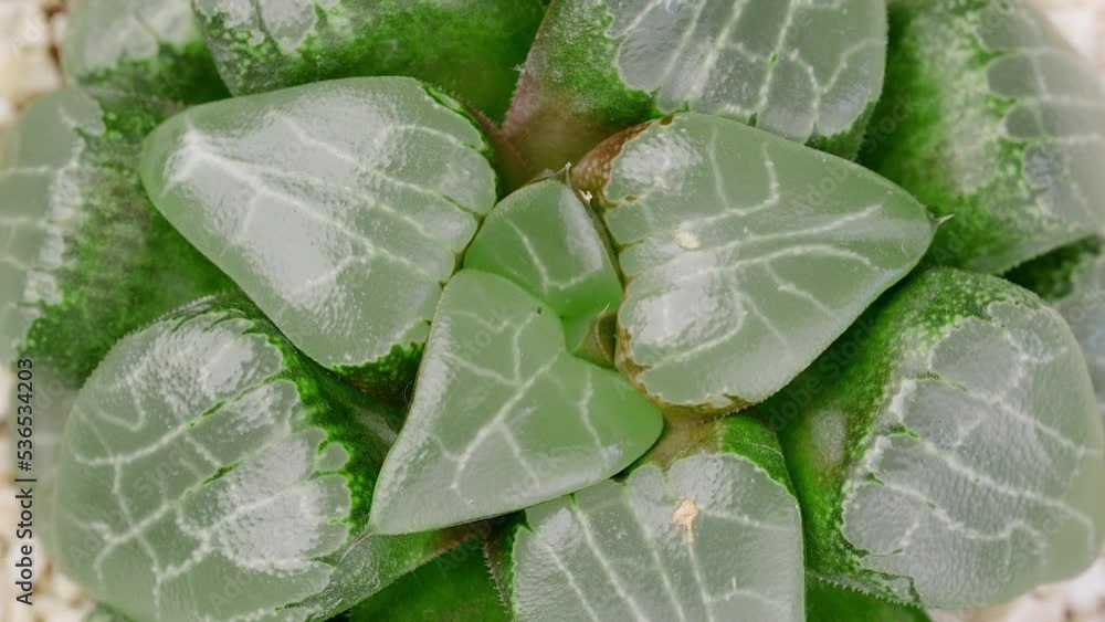 Succulent Haworthia Moon stone, top view close-up shot, slowly spinning ...