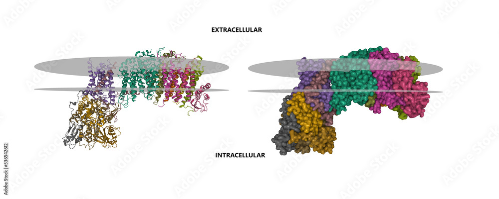 Cryo-EM structure of a respiratory membrane-bound hydrogenase from ...