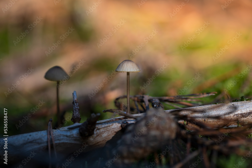 Inedible mushroom common mycena, also known as the common bonnet, the ...
