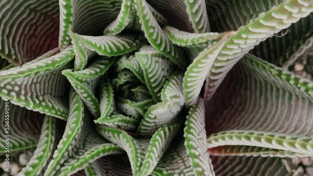 Succulent Haworthia Limifolia spider white, top view clos up shot ...