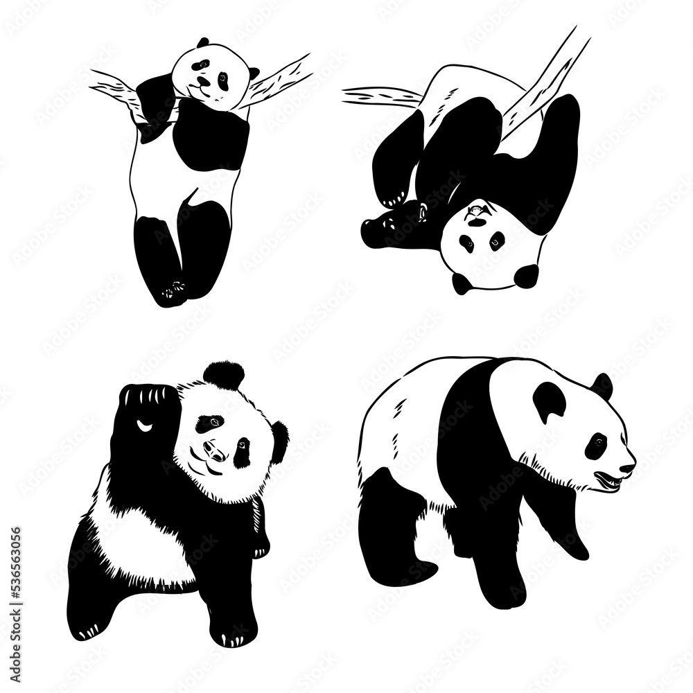 Vector realistic sketch of Panda figure in full-length, Hand drawn ...