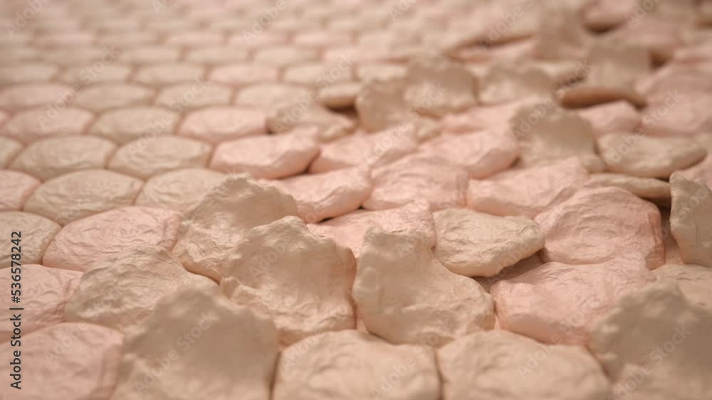 Animation of aging skin cells. Degradation and death of the skin. The ...