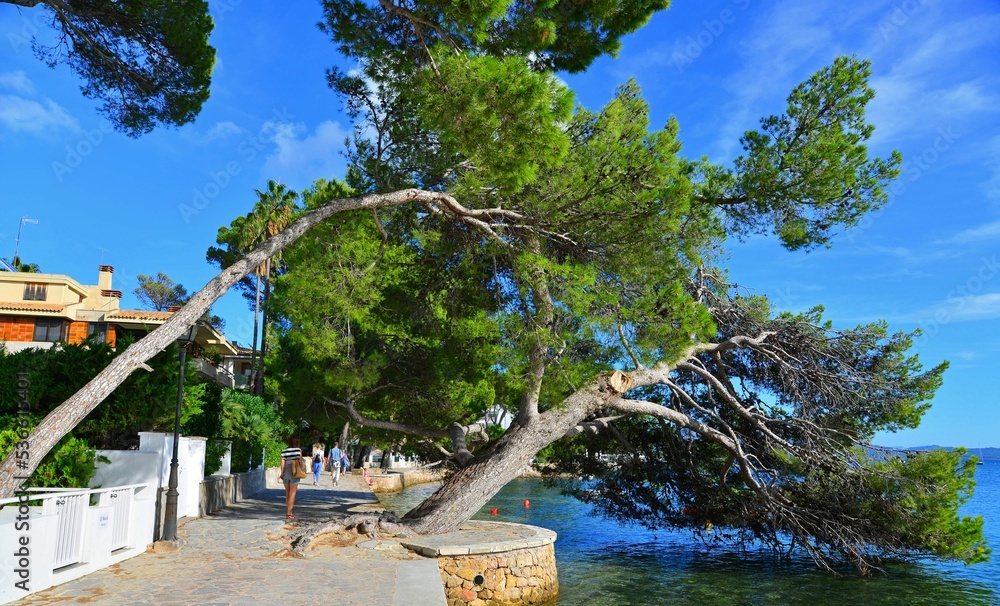 Beautiful view of two sidewalk trees with curved trunks leaning towards ...