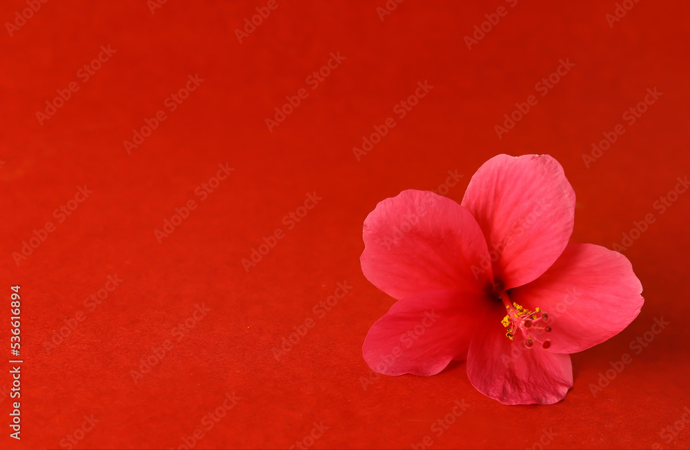 Photo of red china rose or hibiscus flower taken against red background ...