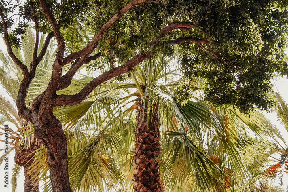 variedad de plantas, cactus, palmeras y vegetación en un paisaje ...