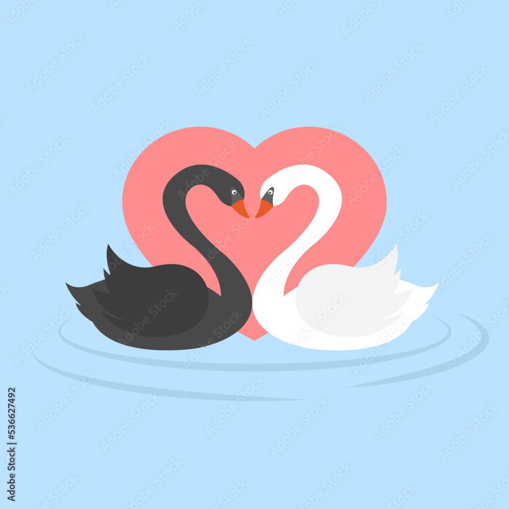 Two swans isolated on blue background. White and black swan birds as a ...