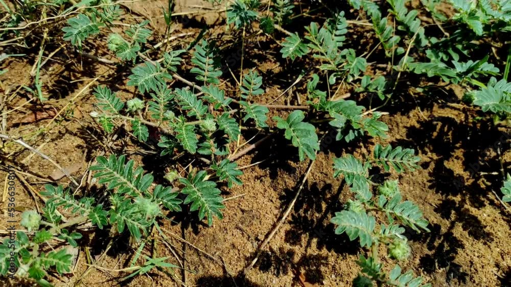 Desi Gokhru Gokshura Land Caltrops Chota Gokharu Tribulus Terrestris ...