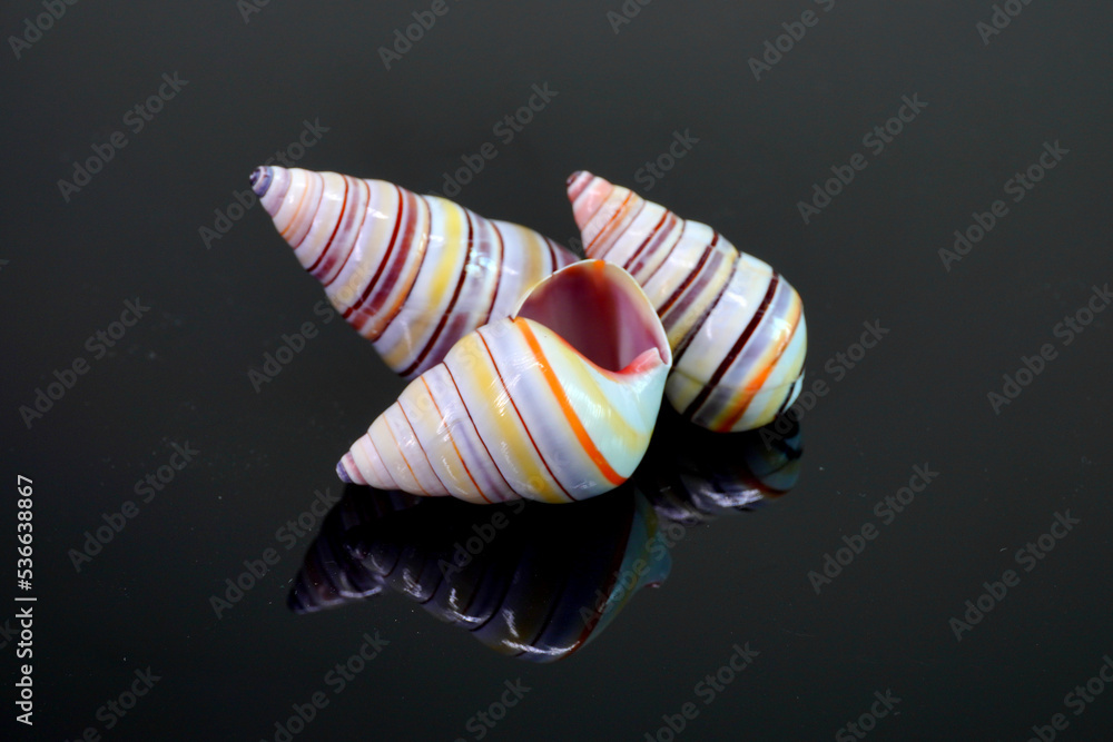 Candy cane snail isolated on black background. Candy cane snail (Liguus ...