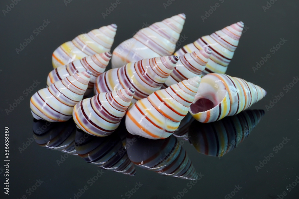 Candy cane snail isolated on black background. Candy cane snail (Liguus ...