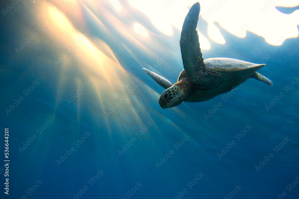 a majestic green sea turtle swimming through sun rays on the Great ...