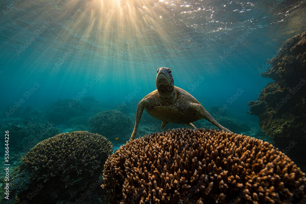 Poster a majestic green sea turtle swimming through sun rays on the ...