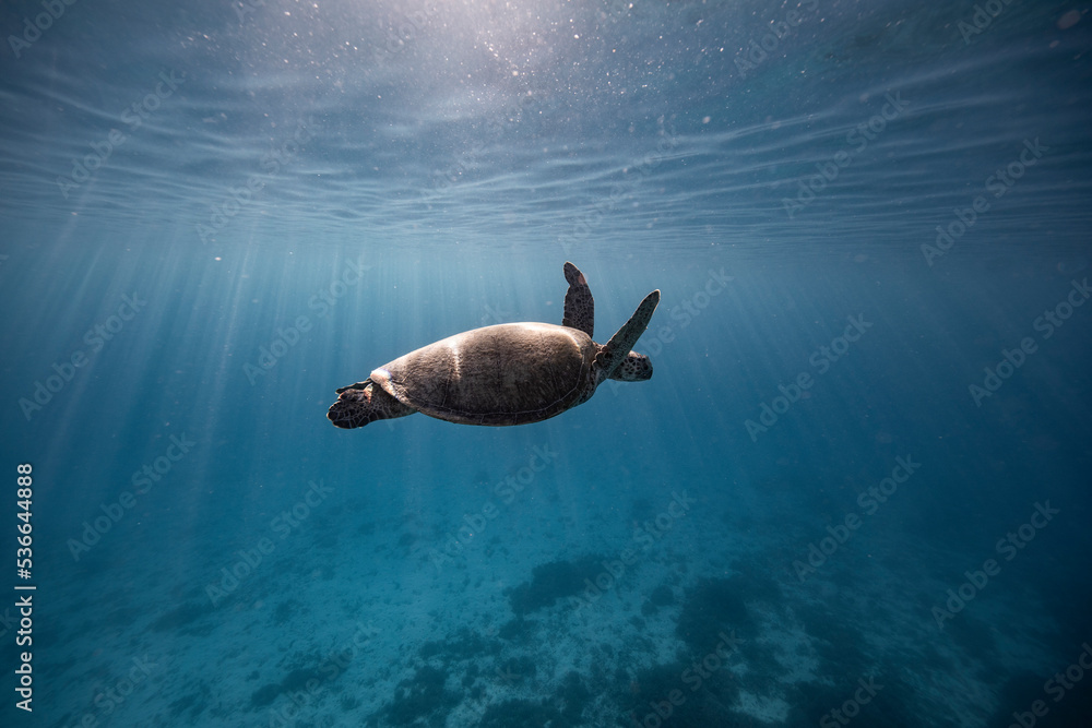 A green sea turtle swims over the Great Barrier Reef on LAdy Elliot ...