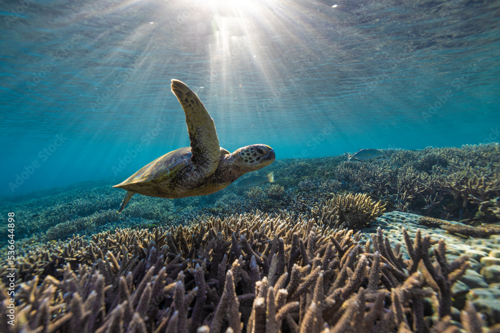 A green sea turtle swims over the Great Barrier Reef on LAdy Elliot ...