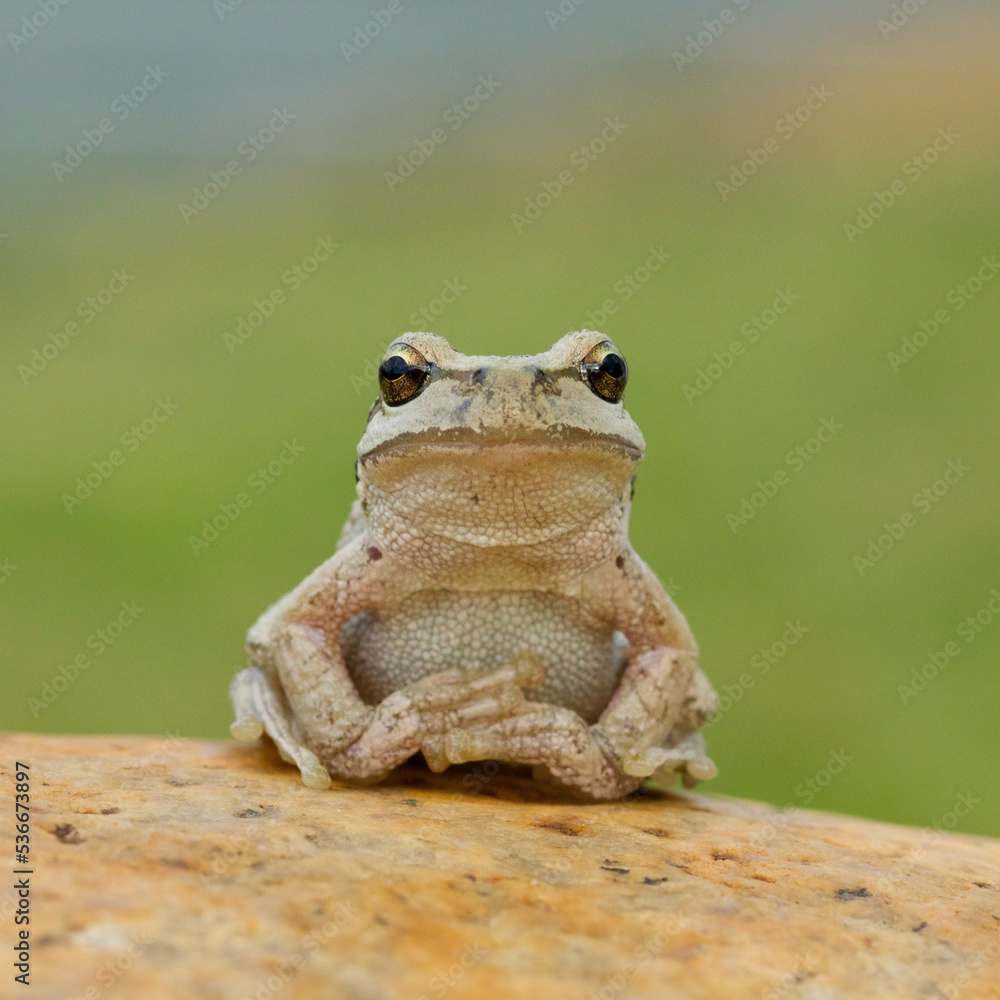 Pacific Tree Frog, a.k.a. Chorus Frog, sitting on a stone looking right ...