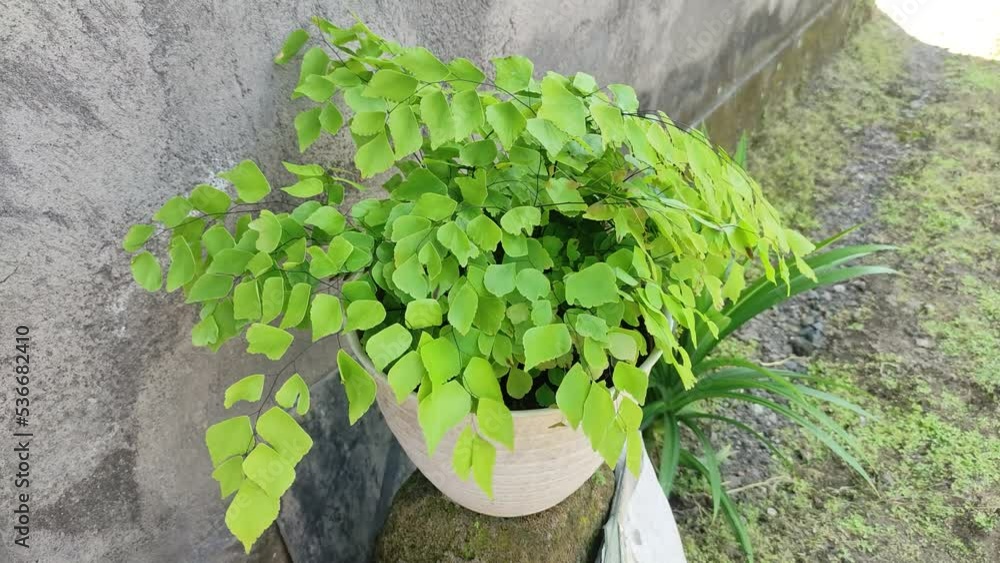 Suplir is a popular fern for decorating a room or garden Stock ビデオ ...