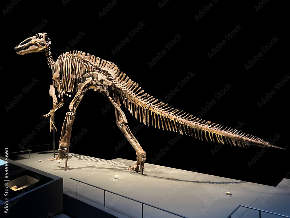 Life size skeleton of Edmontosaurus in museum Stock Photo | Adobe Stock