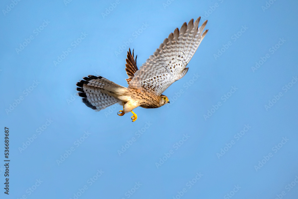 kestrel in flight in the blue sky, The common kestrel is a bird of prey ...