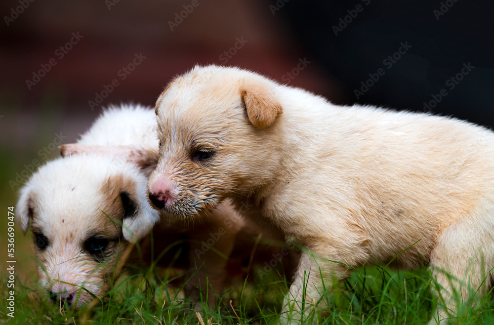 pair of cute puppies, puppy in closeup, playing puppies of dog ...