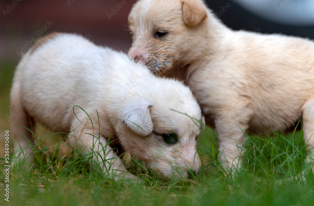 pair of cute puppies, puppy in closeup, playing puppies of dog ...