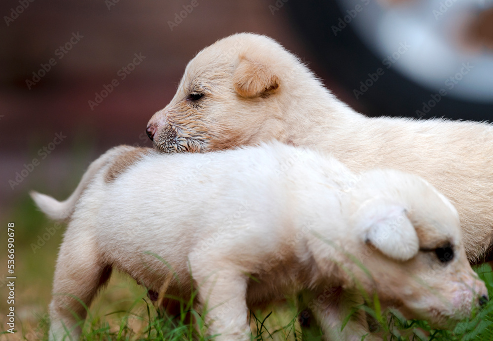 pair of cute puppies, puppy in closeup, playing puppies of dog ...