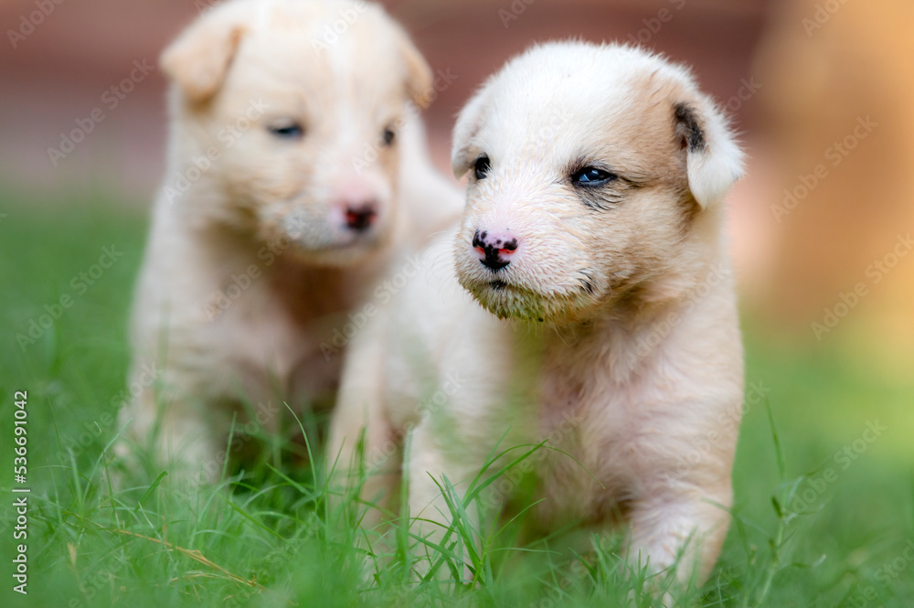 pair of cute puppies, puppy in closeup, playing puppies of dog ...