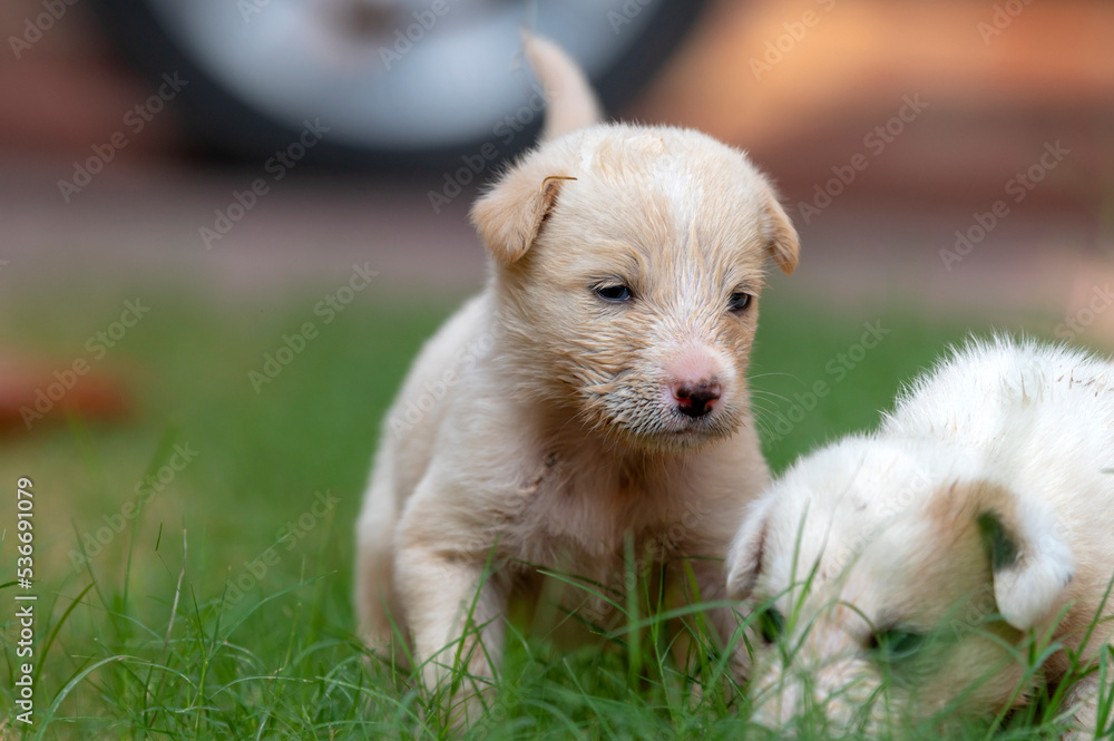 pair of cute puppies, puppy in closeup, playing puppies of dog ...