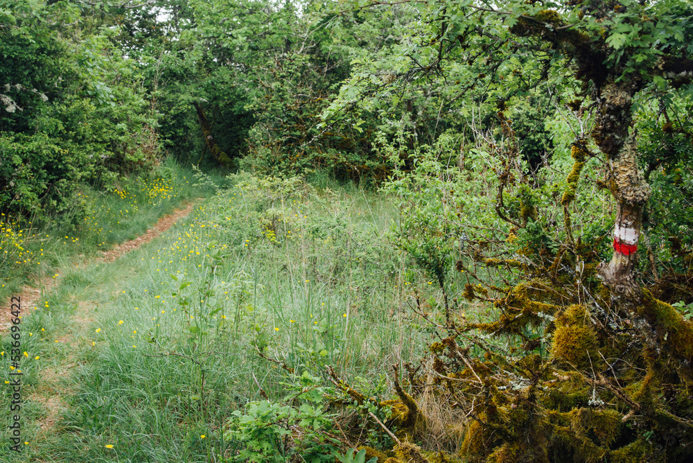 Un sentier de randonnée. Un sentier du GR. Un circuit de grande ...