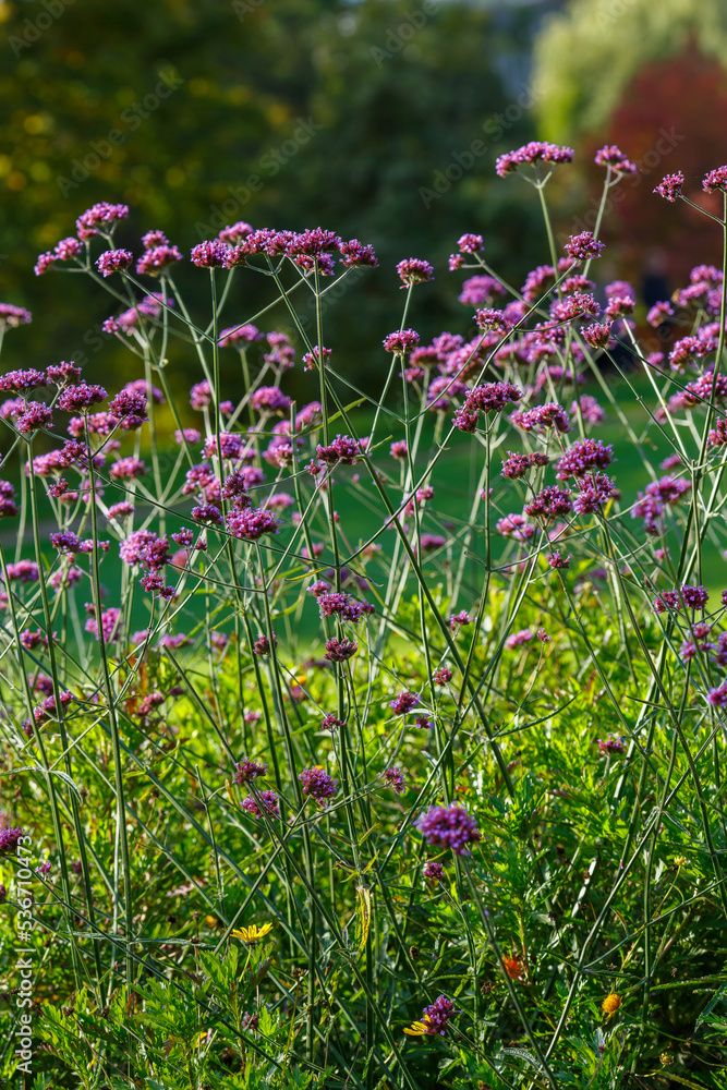 Verbena bonariensis flowers (Argentinian Vervain or Purpletop Vervain ...