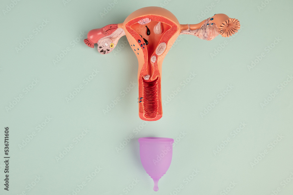mockup of female reproductive system and pink menstrual cup on blue ...