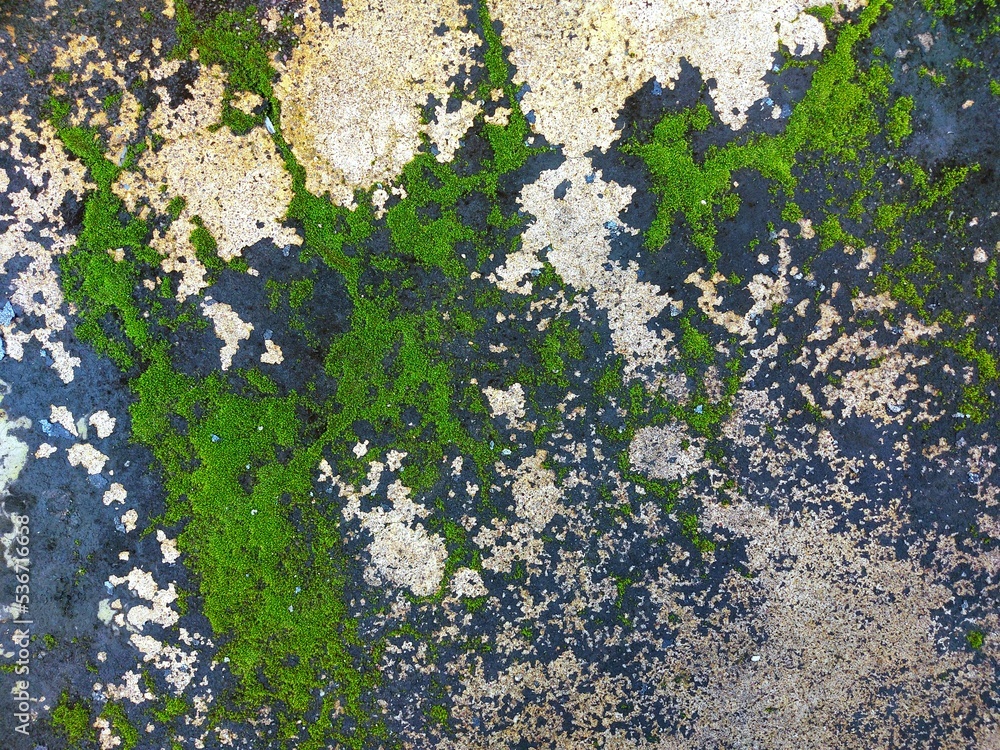 Moss green texture. Moss background. Green moss on grunge texture ...