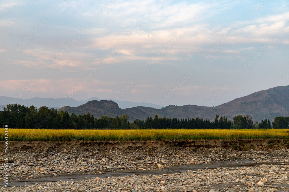 Flood in river swat damaged and washed away the rice crops and ...