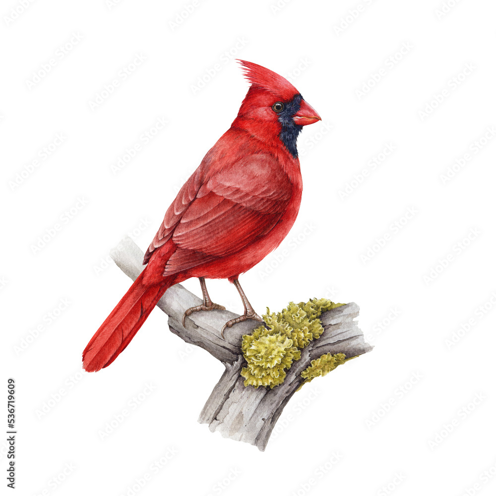 Red cardinal bird on the tree branch. Watercolor illustration. Hand ...