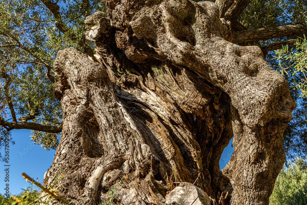 Alter knochiger Olivenbaum in Agalas - Zakynthos Stock Photo | Adobe Stock