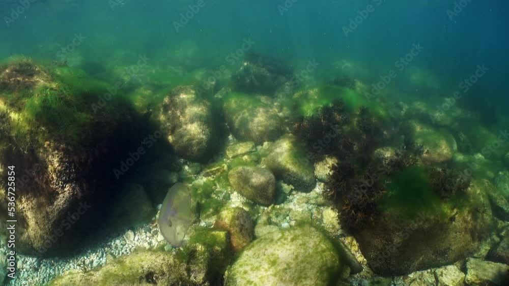 Underwater shot of common jellyfish (Aurelia aurita), also called moon ...