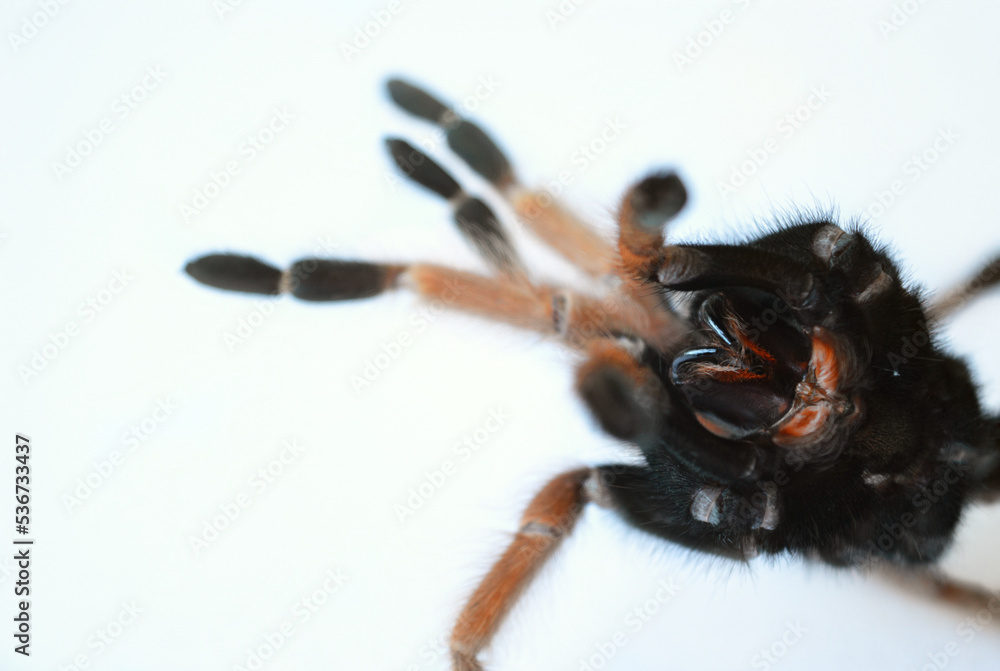 Tarantula spider Brachypelma boehmei aka Mexican fireleg from below ...
