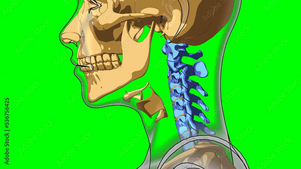 Human skeleton cervical curve vertebrae anatomy for medical concept 3D ...