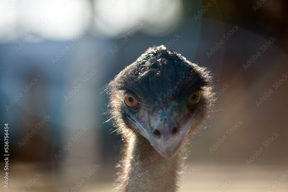 Ostrich close up portrait front view with blurry background. Ostrich ...