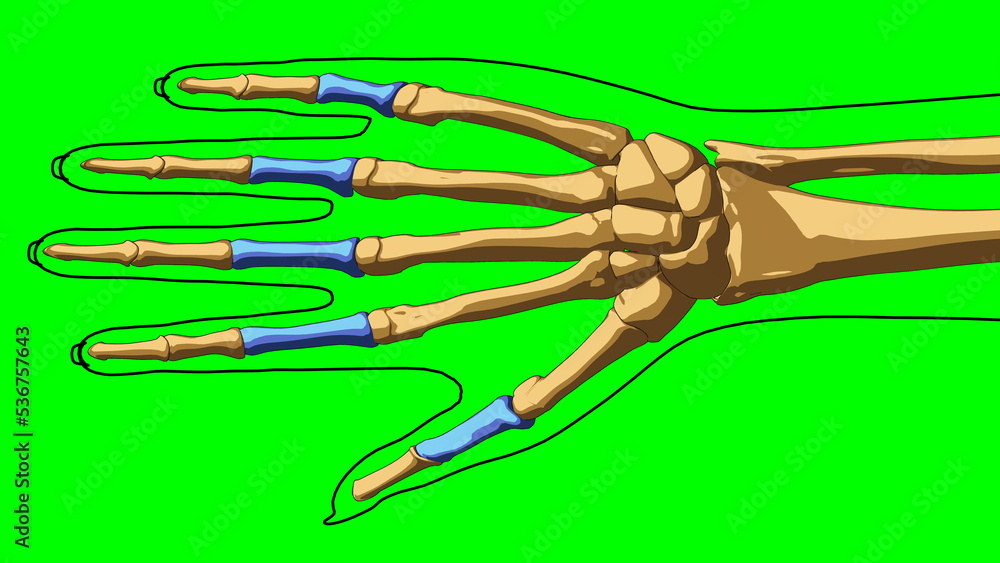 Human skeleton anatomy proximal phalanges bones for medical concept 3D ...