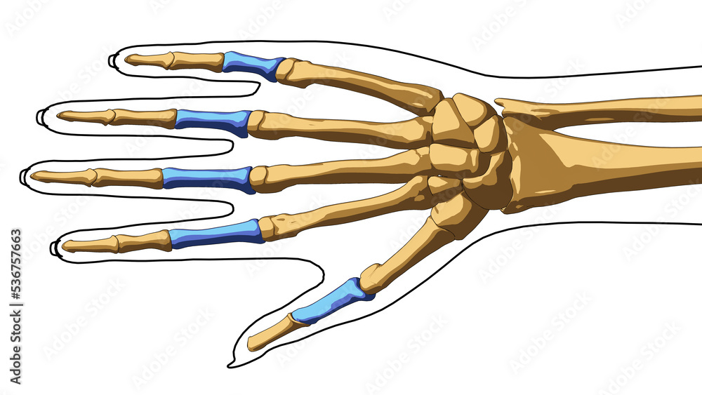 Human skeleton anatomy proximal phalanges bones for medical concept 3D ...