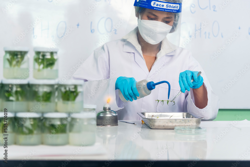 Biochemistry asian Scientist women working plants tissue culture ...