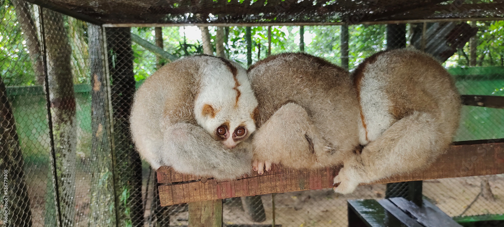Three Bengal slow in a cage after rescue. Bengal slow loris or northern ...