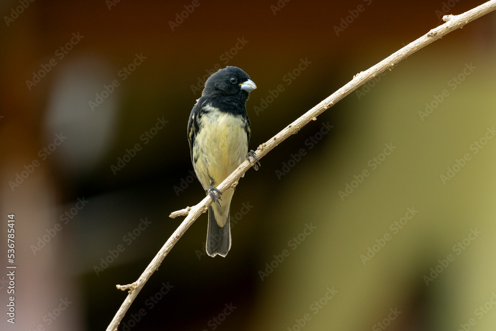 Male of Yellow-bellied Seedeater also know as Coleiro or Semillero ...