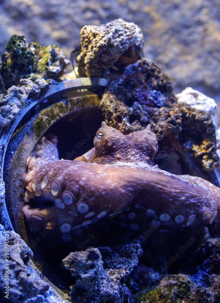 Details with an octopus inside an aquarium. Stock Photo | Adobe Stock