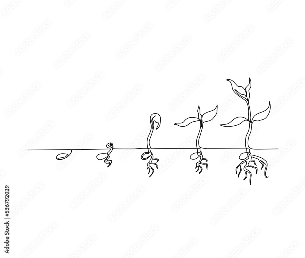Continuous line art drawing of plant growing process. Plant growth ...