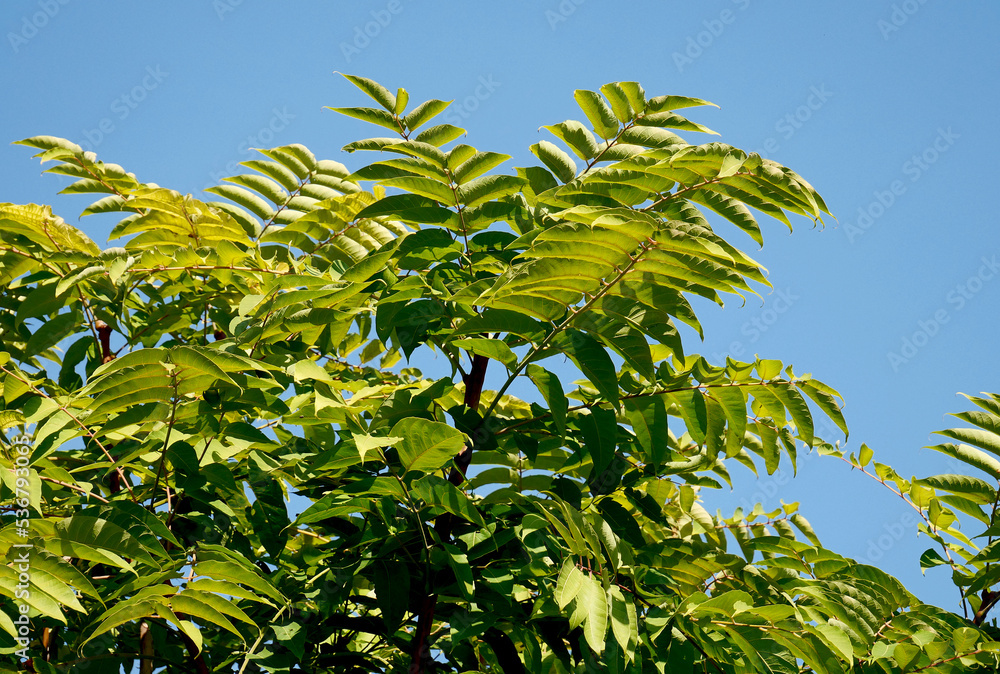 Branches with green leaves of Ailanthus altissima or even tree of ...