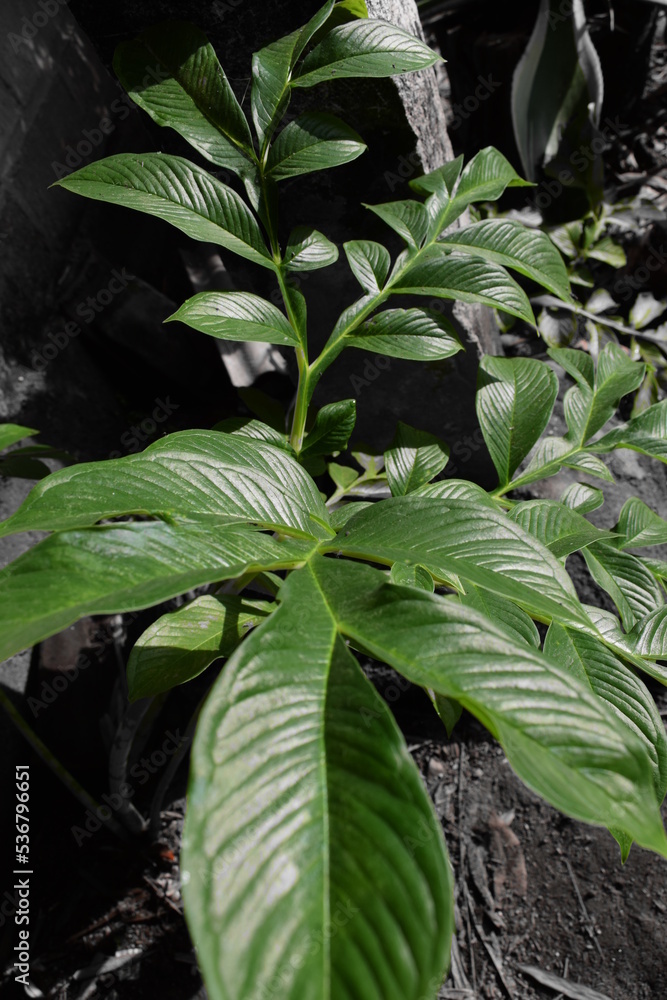 suweg plant or amorphophallus bulbifer is a type of tuber plant, which ...